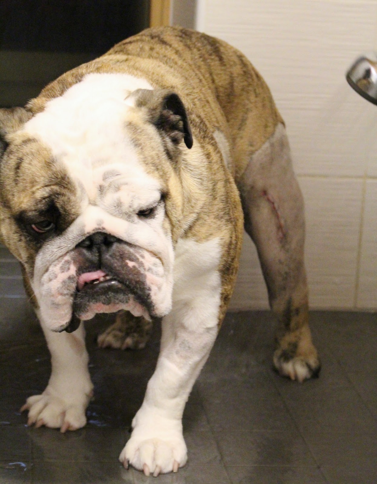 Englanninbulldoggi Helmi: Koiran revennyt eturistiside