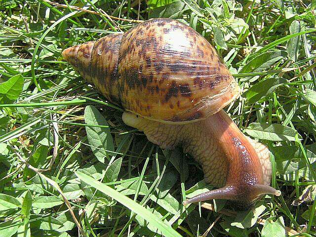 SNAIL FARMING | OGENE FARMS NIGERIA