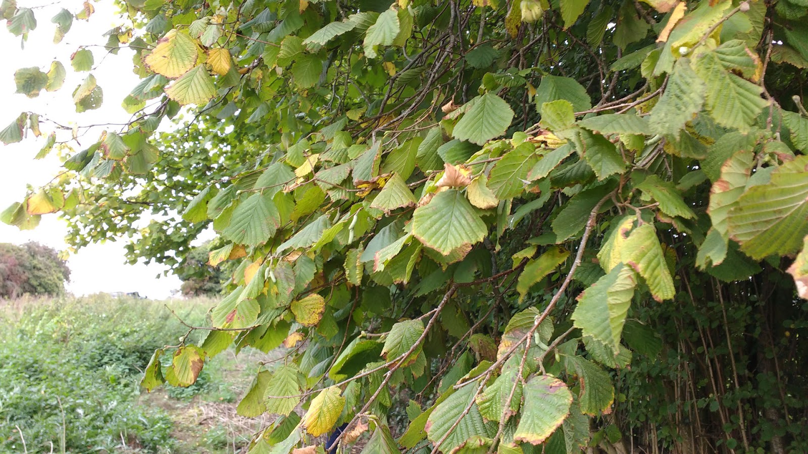 Gathering hazelnuts - Sophie in the Sticks