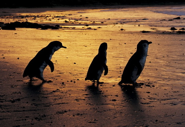 AL MASYHUR INTERNATIONAL: AUSTRALIA MUSLIM TOURS!!!