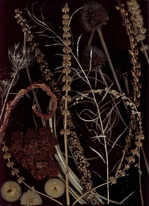 Loretta Flower: craig cramer