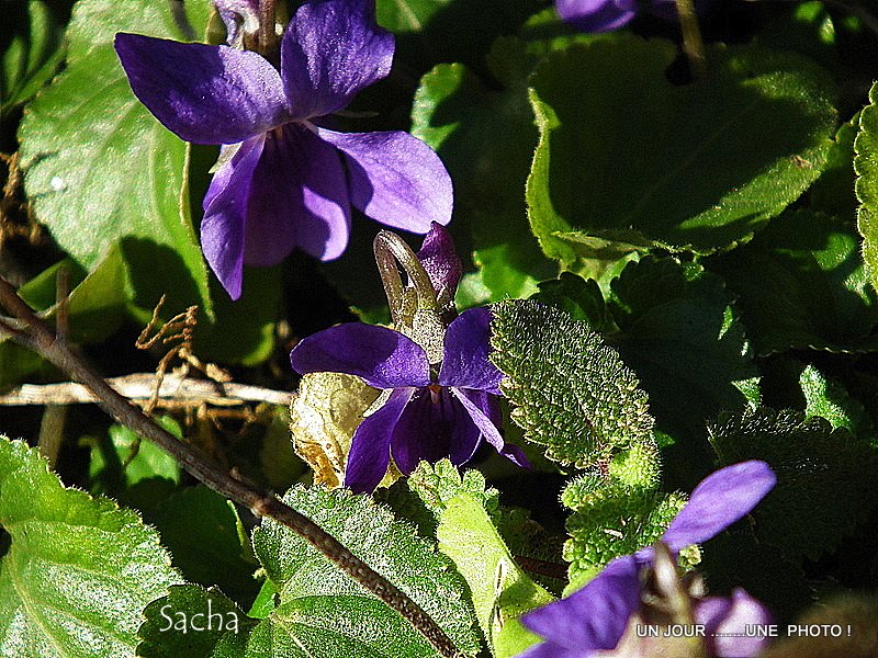 Un jour....Une photo !: Premières violettes