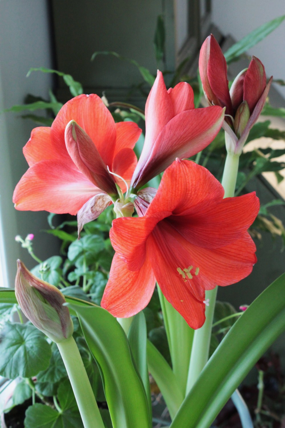 Hortus Conclusus: Amaryllis in Bloom