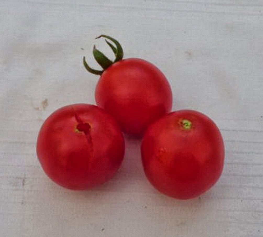 Din gradina,: Tomate cultivate in 2013