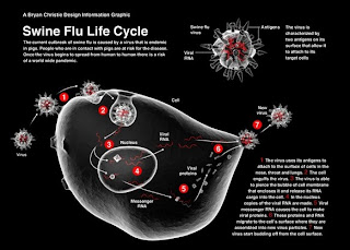 Swine Flu/ H1N1: Swine Flu