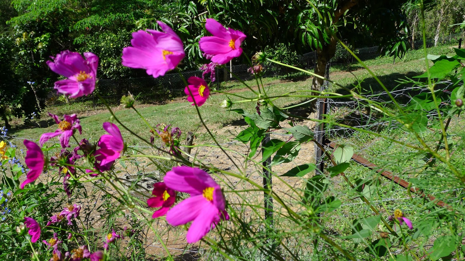 Lavender and Vanilla; Friends of the Gardens: Cosmos a beloved flower;