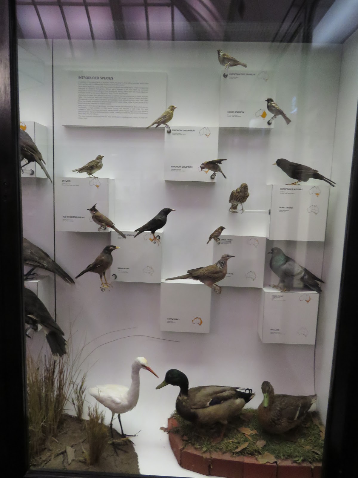 Bird & Travel Photos, Birding Sites, Bird Information: BIRD EXHIBIT AT ...
