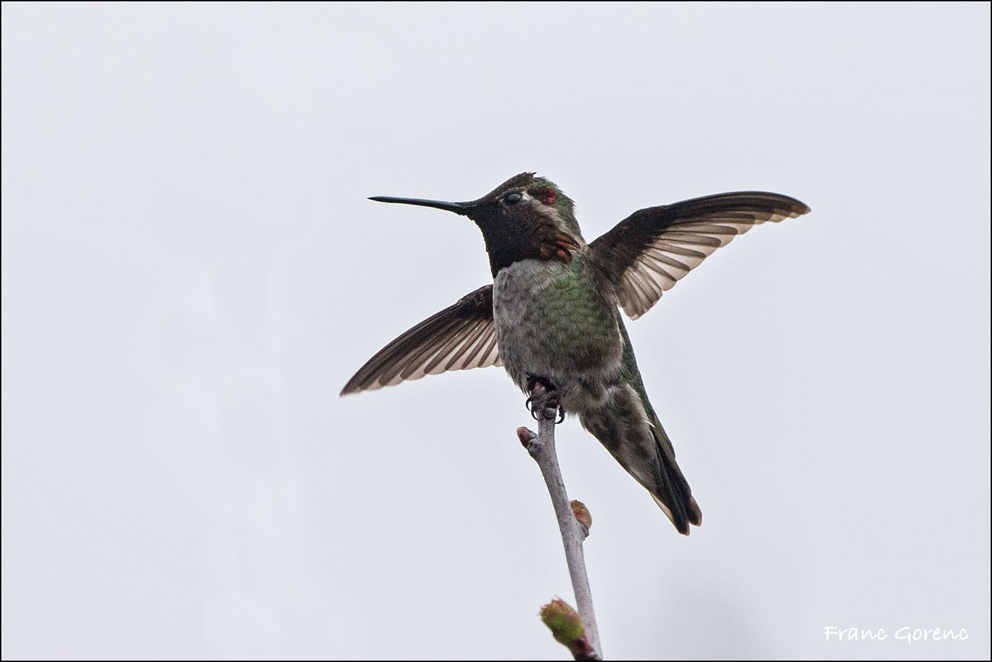 The Hummingbirds of Vancouver Island - Travels With Birds