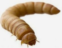 Insetti da Mangiare: La tarma della farina