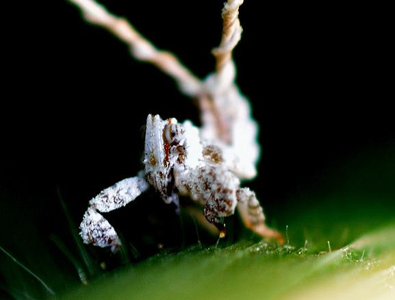 My Little Narwhal Bug | Featured Creature