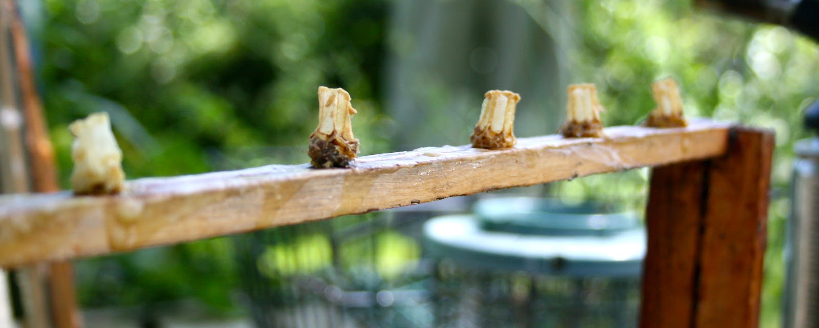 Diary of a novice bee-keeper: Queen-raising with the punch method