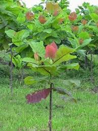 Ayo Kenal dengan Samama Si Jabon Merah Untuk Investasi Masa Depan ...