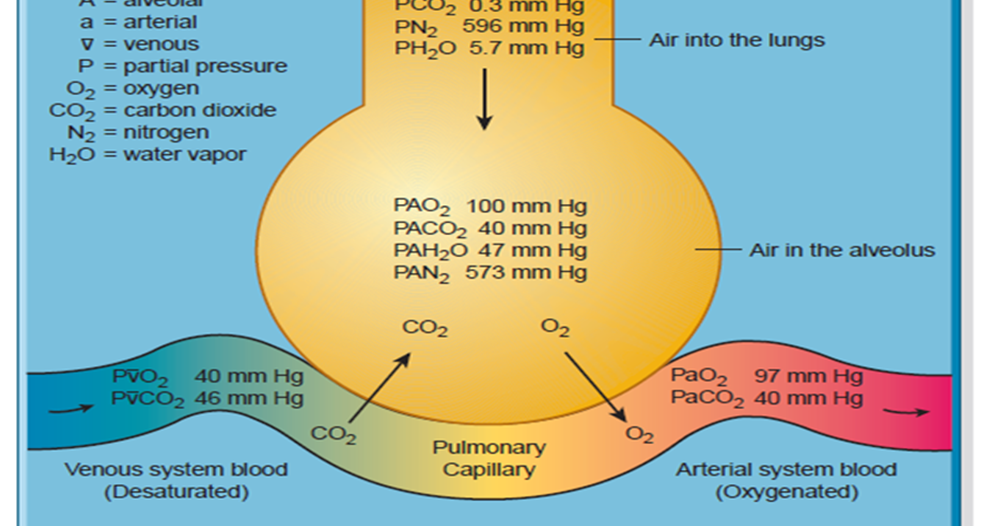 JQ Nursing Review: A&P Lecture 4.2: Gas Exchange