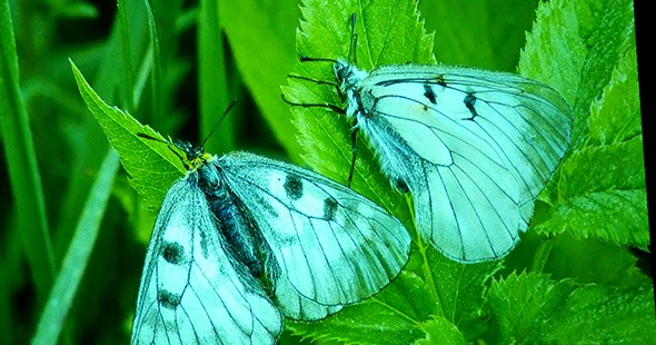 AnneAed: ROOSID JA LIBLIKAS