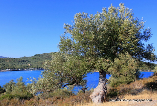 Bademli Köyü: Beyond the Turkish Olive Trees ~ My Traveling Joys