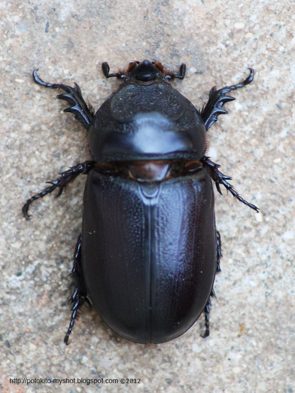 Coconut Rhinoceros Beetle (Oryctes rhinoceros), Sumatra Indonesia