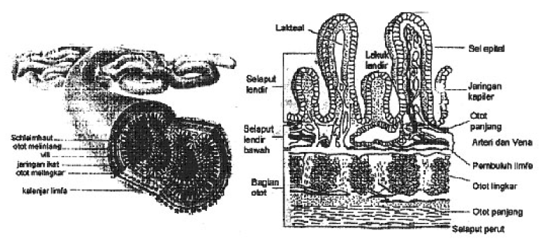 BIOLOGI KELAS 11 : Organisasi Kehidupan Tingkat Jaringan dan Organ - Mr ...