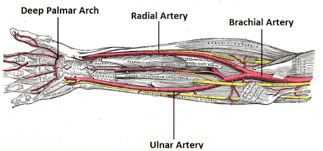Blood Supply Of Upper Limb | كورساتك