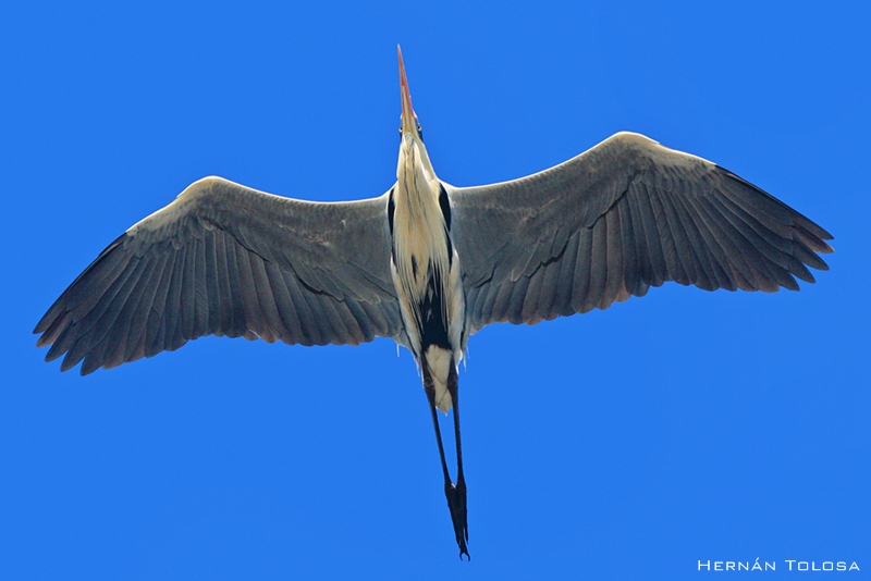 Aves de Argentina: Garza mora (Ardea cocoi)