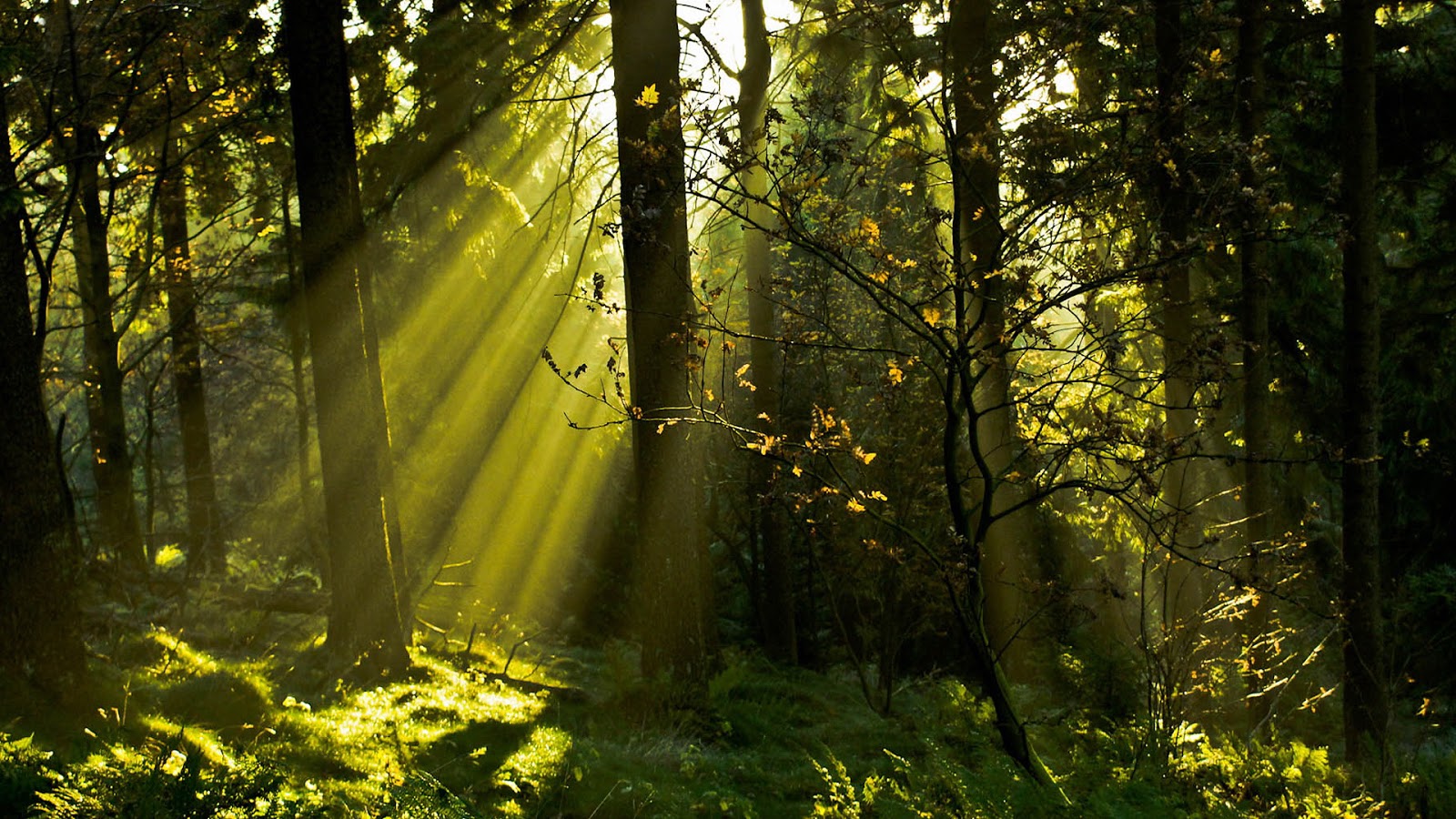 High Resolution HD Photos - Highest Resolution İmage | Rooteto