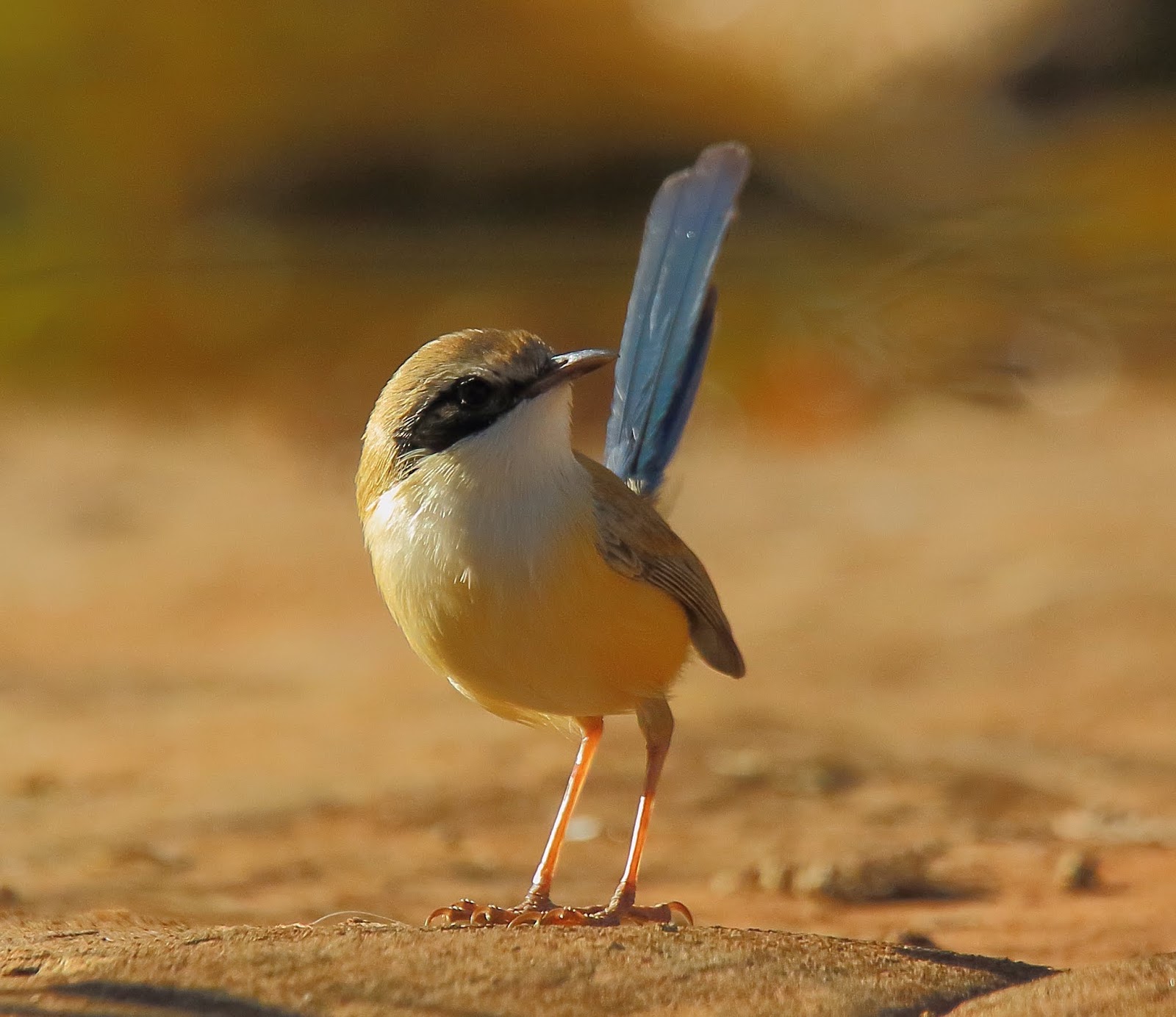Richard Waring's Birds of Australia: Purple-crowned Fairy-wrens around ...