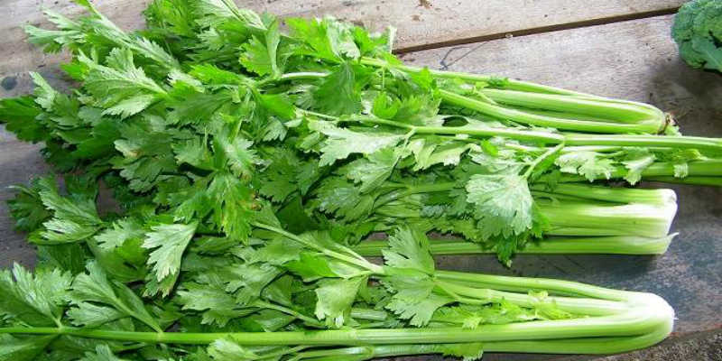 Duniaa Kita: Manfaat Tanaman Seledri Bagi Kesehatan Tubuh