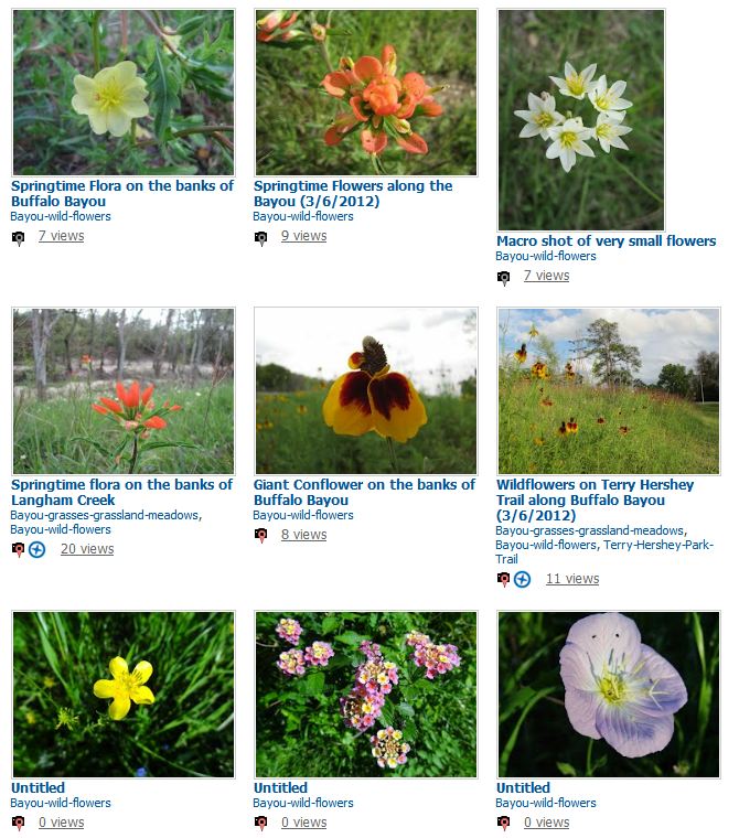 H-Town-West Photo Blog: Wildflowers along Buffalo Bayou Spring 2012 ...