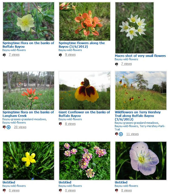 H-Town-West Photo Blog: Wildflowers along Buffalo Bayou Spring 2012 ...