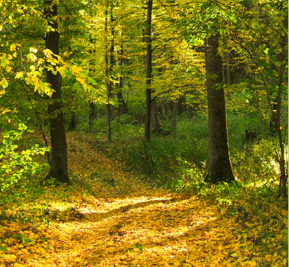 NATURAL PICTURE: nature images photography, natures images, natural ...