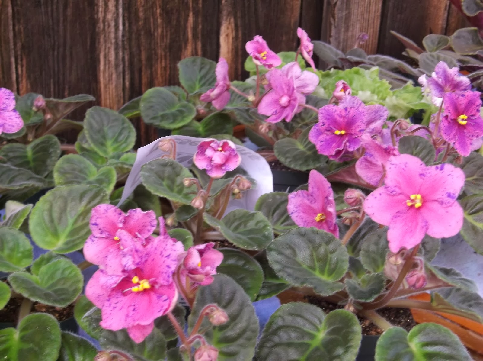 New York State of Mind: THE VIOLET BARN AFRICAN VIOLETS