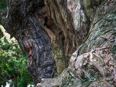 FROM THE GARDEN OF ZEN: The trunk of an old Byakusin (Chinese juniper ...