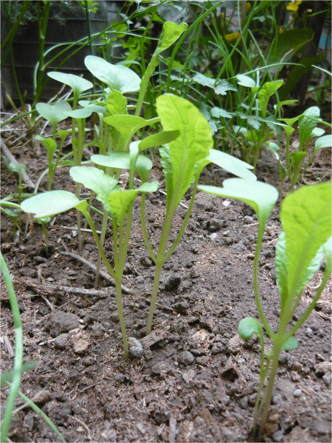 ALTERNATIVA ECOLÓGICA: CULTIVO DE NABO