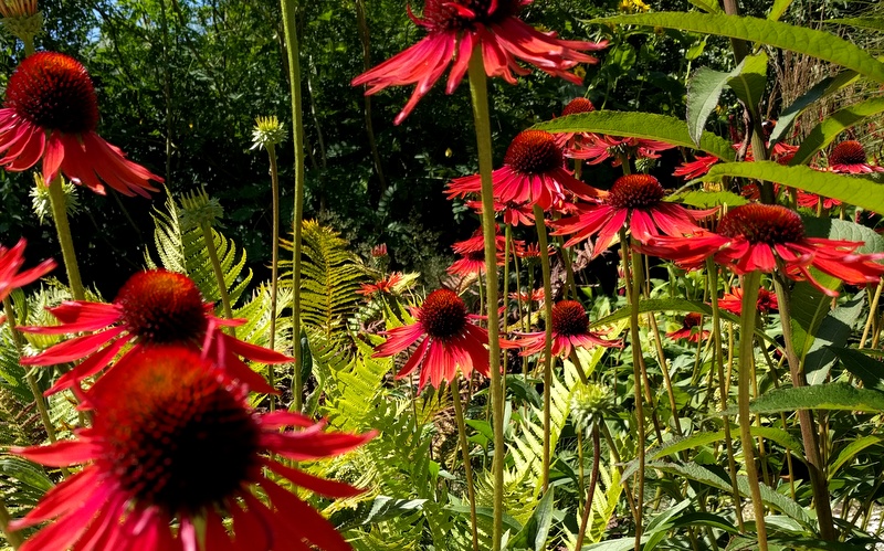 Opvallend onopvallend: Red coneflower