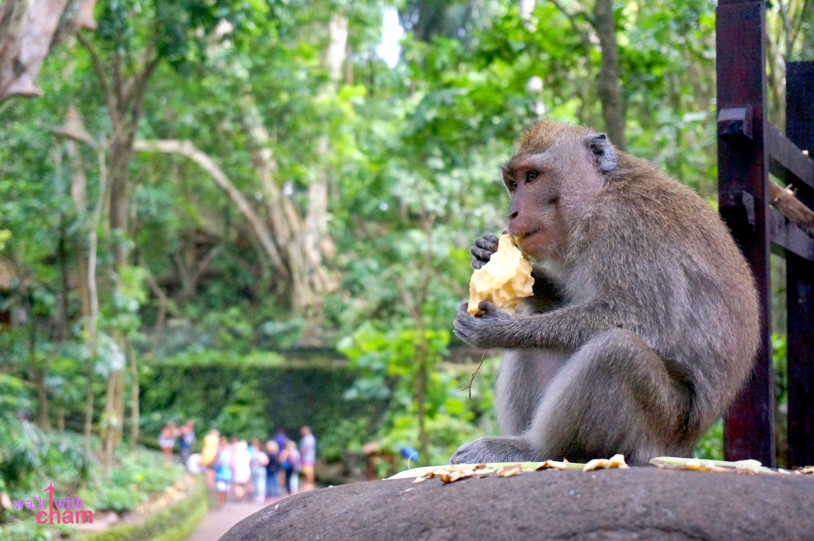 Walk with Cham: Ubud Monkey Forest Bali Indonesia