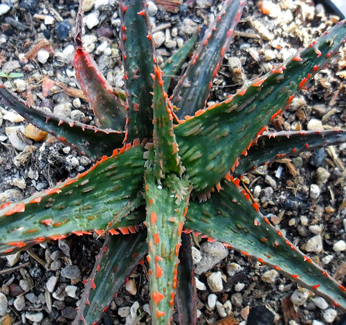 Thaisucculents: Aloe spike