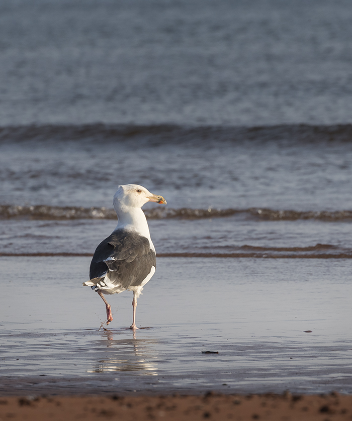Light in the Valley: Catching up - PEI Birds