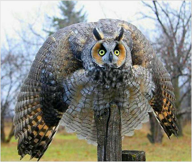 Fotos de buos - Imagui