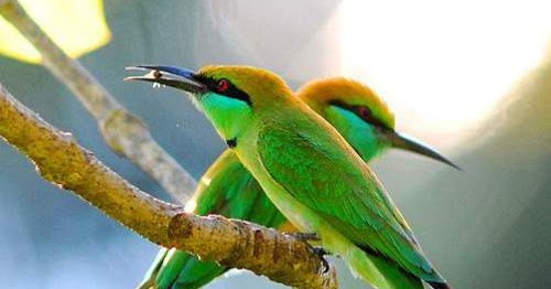 Asian green bee-eater | Birds of India | Bird World