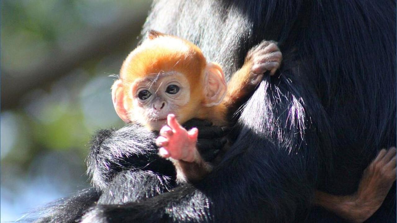 spagosmail: Majmunska posla: Čiji je mali?