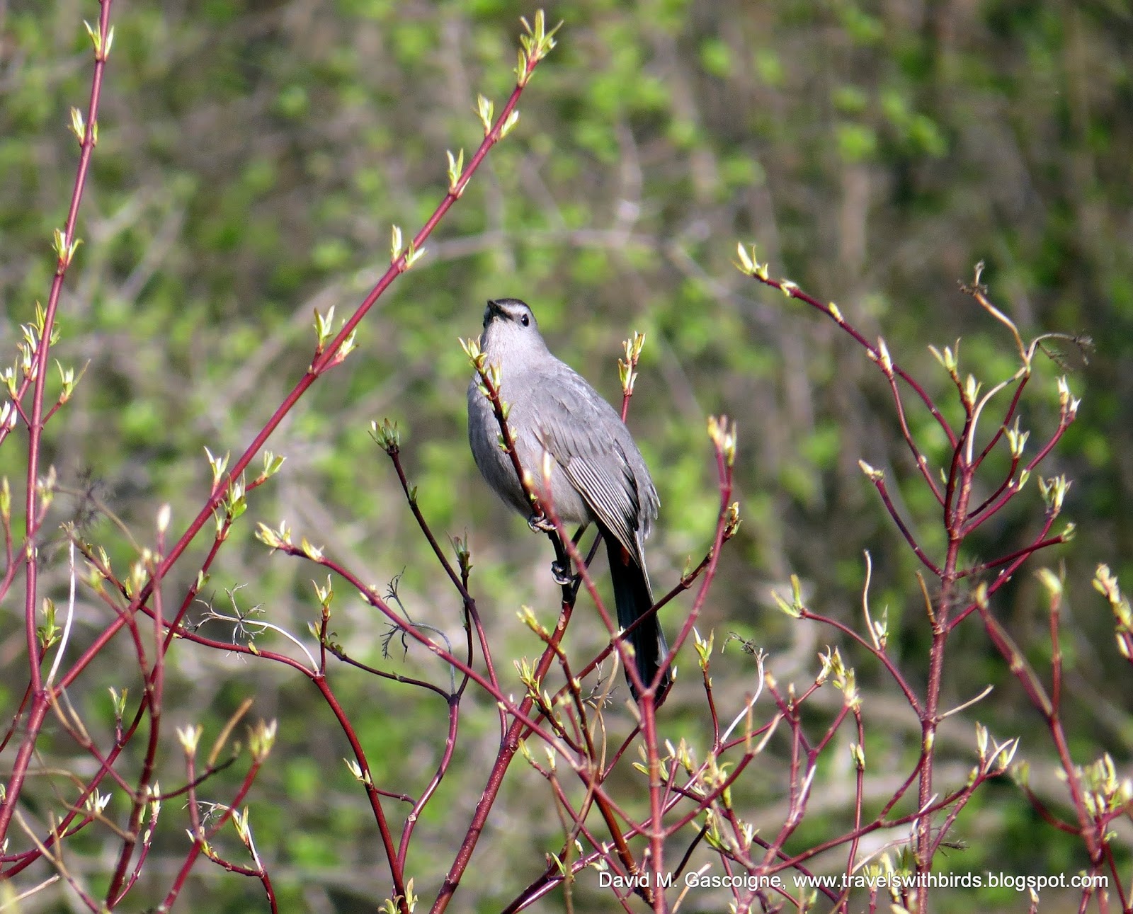 Woodlot at the University of Waterloo, Waterloo, ON - Travels With Birds