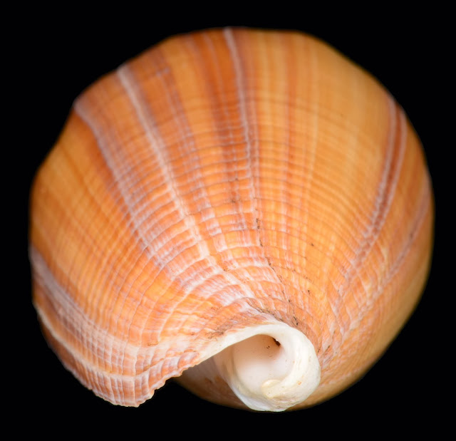 Dr. Lee's Gallery Museum: Conus sulcatus bocki 74.7mm 木乃伊芋螺