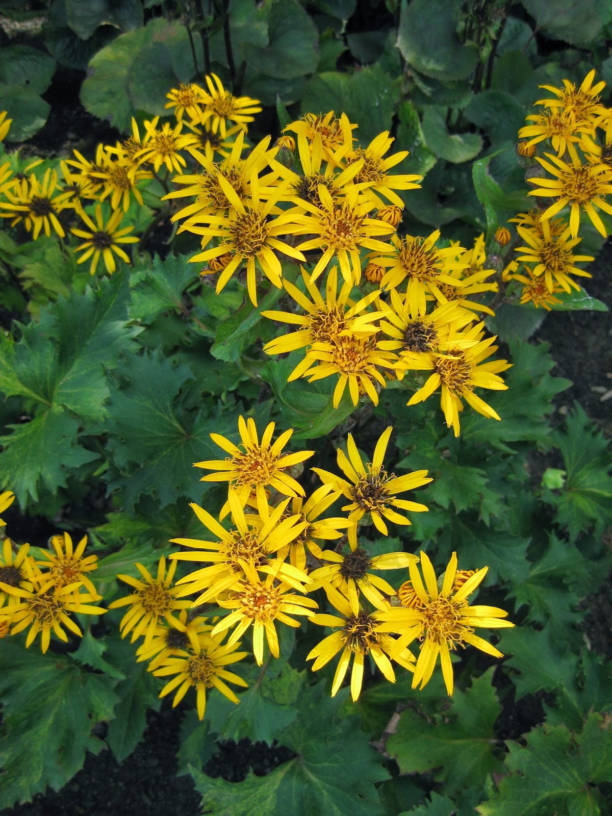 Rotary Botanical Gardens - Hort Blog: Luxuriant Ligularias