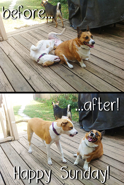 the dog mom: happy superbowl sunday!