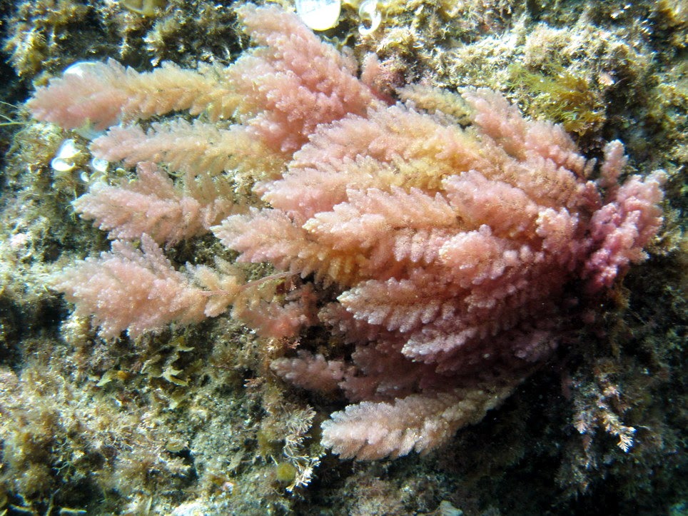 Taxonomia Plantae no Magnoliopsida: Phylum Rhodophyta Clase Florideophyceae