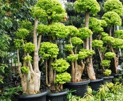JUAL POHON BONSAI ~ Jasa Landscape