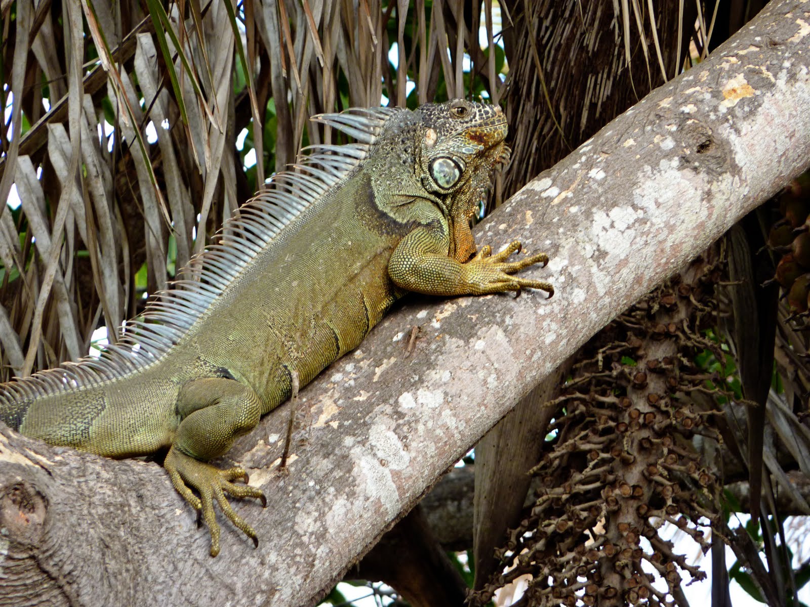 Dance While You Cook: A Diversion: La Iguana