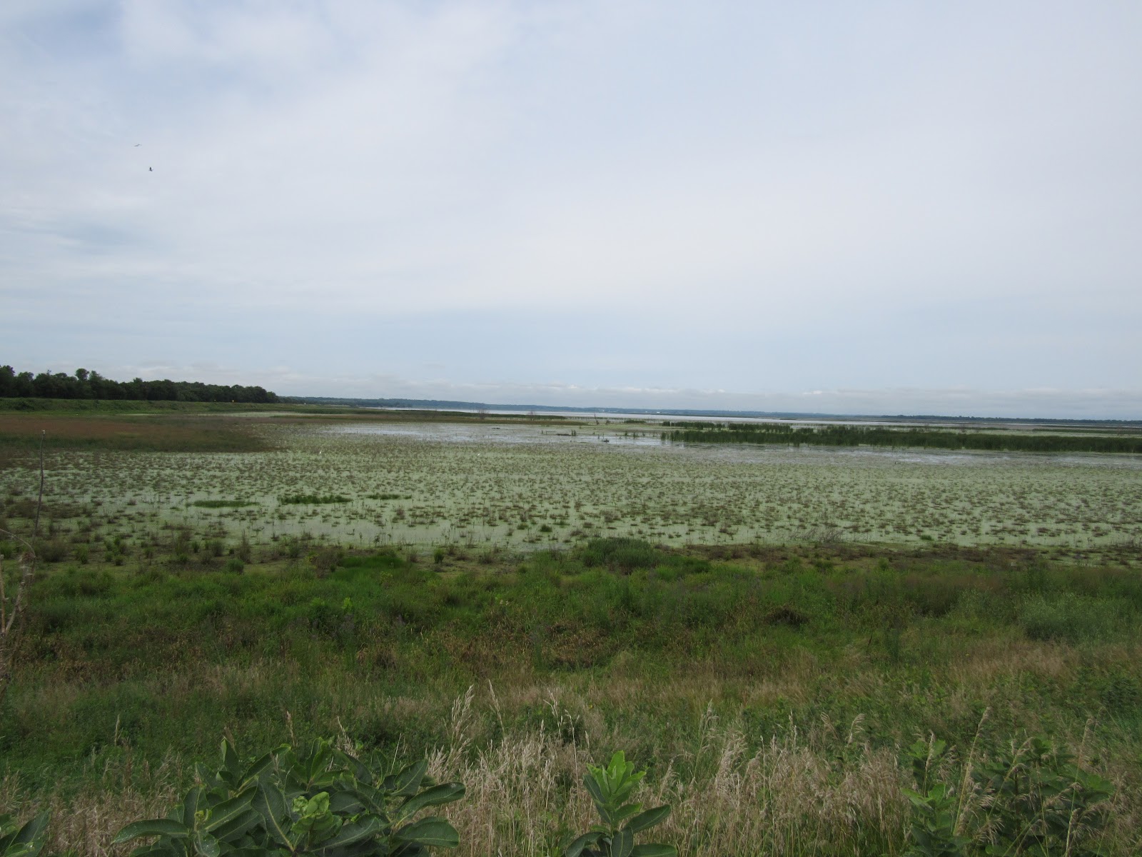 The Wild Land of Lincoln: Dead Carp, Trespassing, and... Goofy Ridge ...