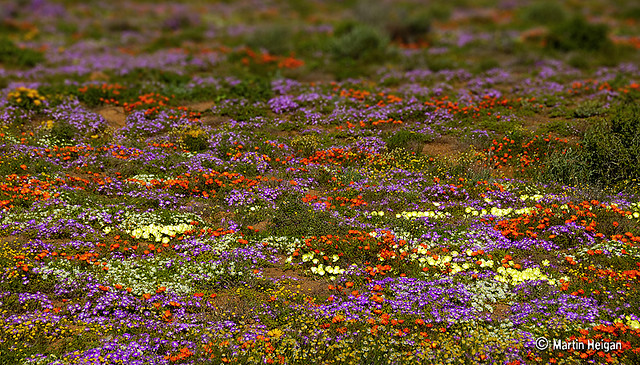 Namaqualand – South Africa’s Daisy Sensation ~ Kuriositas