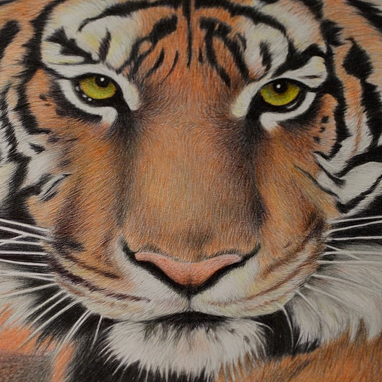 Fotórealista rajzok: Tigris