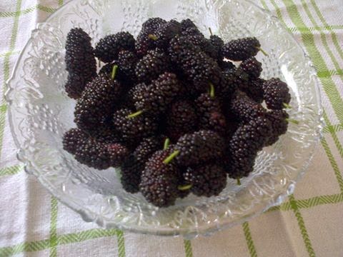 In en om die huis: Moerbeikonfyt